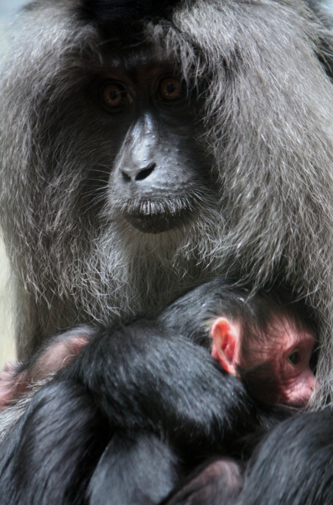 Další vzácný přírůstek v ZOO. V Liberci se narodil malý makak