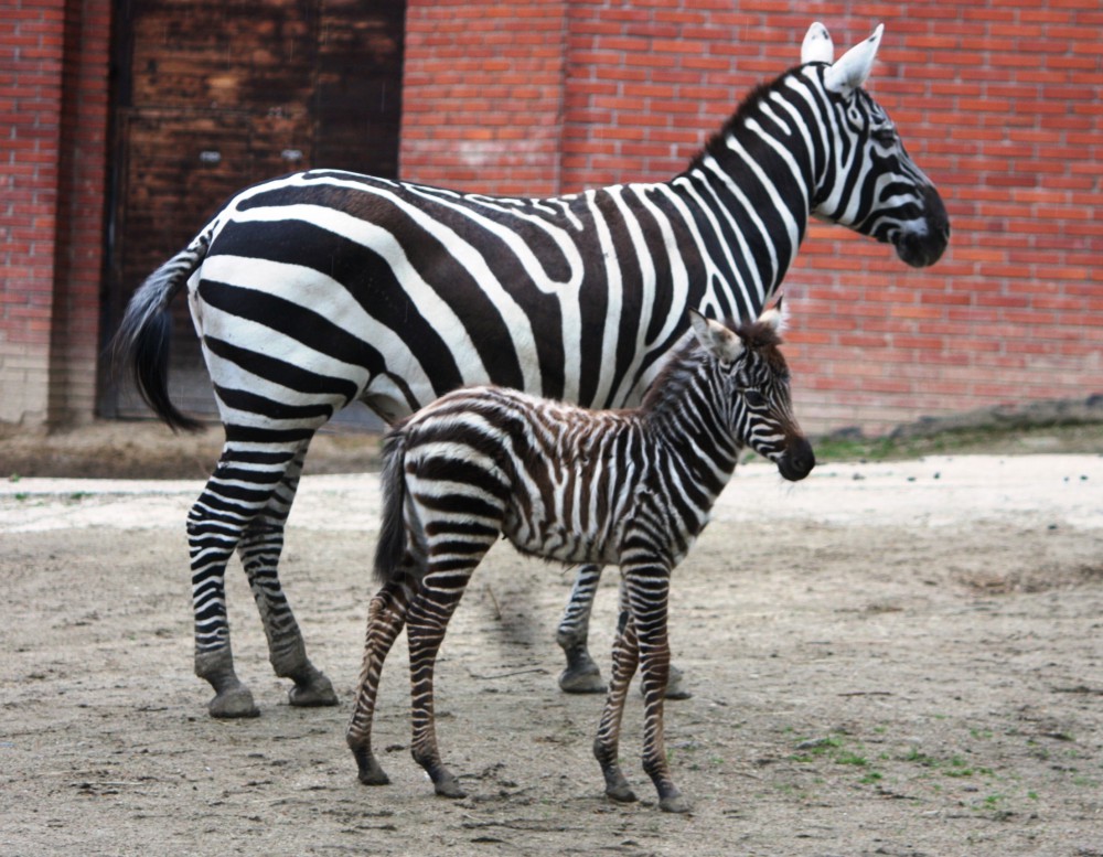 Malá zebra, nyala i buvolec. V liberecké ZOO se radují z nadílky mláďat