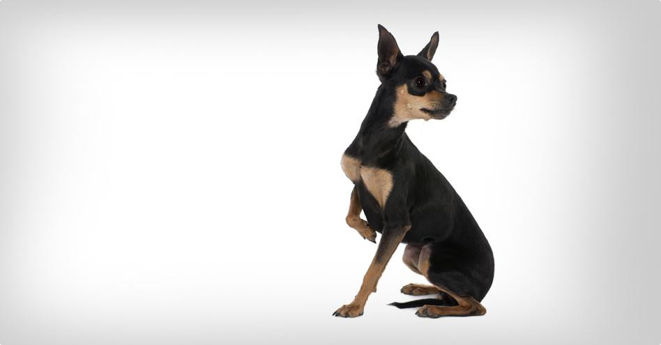 Chodský pes a Pražský krysařík. Národní plemena se snad dočkají uznání