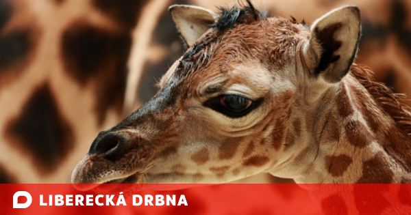 Liberecká zoo se dostala na poštovní známku, je na ní osel a takin