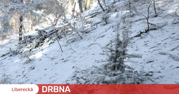 Ohrožené tisy vrací spolek zpět do naší krajiny. Vysadil jich další ...