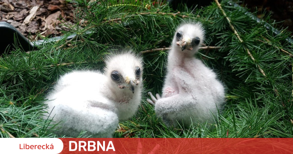 Liberecká zoo má poprvé čtyři mláďata raritního orla nejmenšího