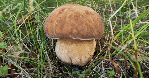 BLOG: Hřib dubový, hojný hřib, který na mě vystrčil zadek