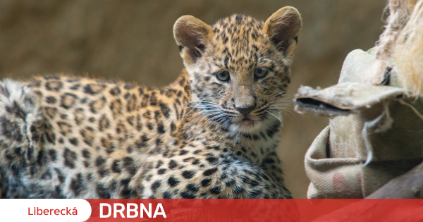 Největší turistická lákadla v kraji? iQPARK s iQLANDIí, liberecká zoo a ...