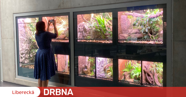 Liberecká zoo otevřela novou expozici tropických ještěrů, většinou jde ...