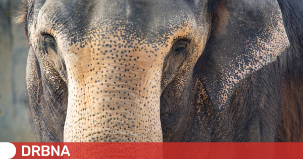 Liberecká zoo zřejmě do roka přijde o svého posledního slona