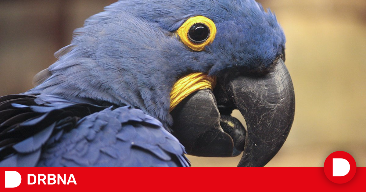 Vyraz do zoo v modrém, vstupné budeš mít za půlku. Liberecká zoo se ...