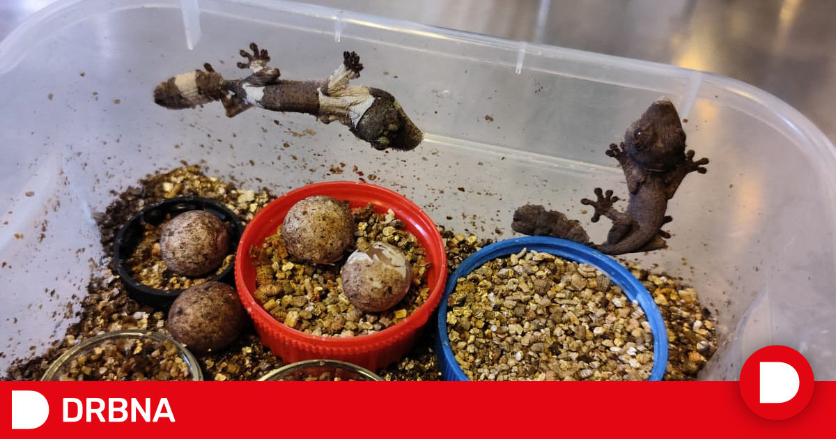 Teraristika Zoo Liberec slaví úspěchy: stovka mláďat i zcela nové druhy