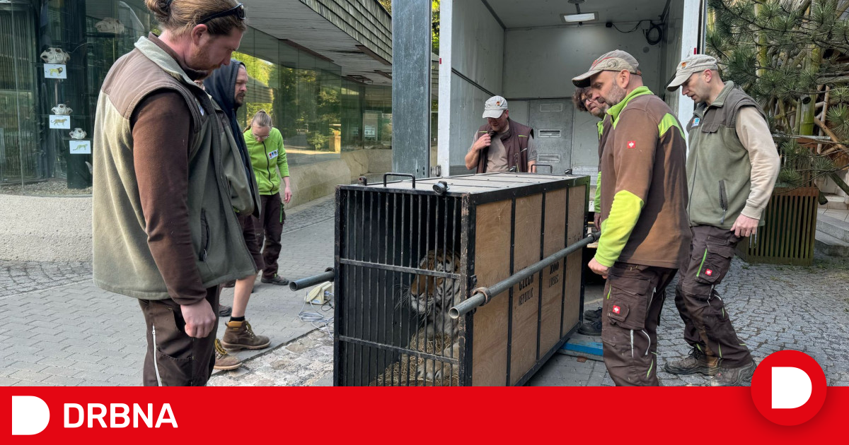 Liberecká zoo poskytla dočasné útočiště státem zabavenému tygru ...