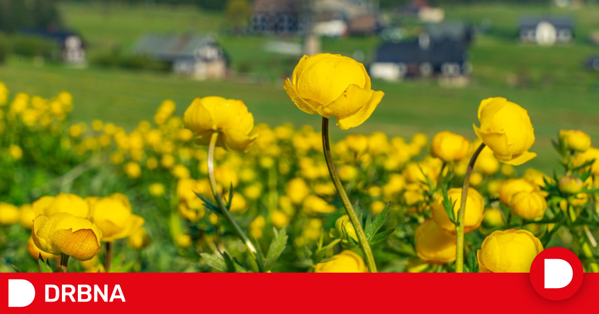 Nechoďte mezi upolíny na Jizerce, prosí Turistický region Jizerky