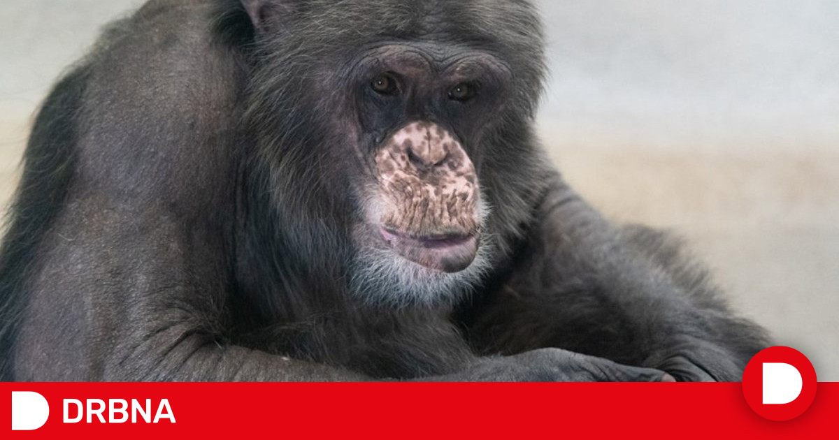 Liberecká zoo smutní. Kvůli zhoršujícímu se zdraví musela uspat ...