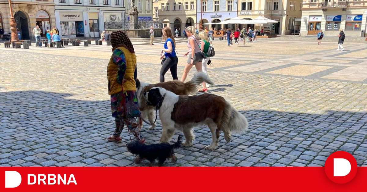 Do Liberce se vrátili Rumuni s bernardýny. Zákaz vystupování se zvířaty ...