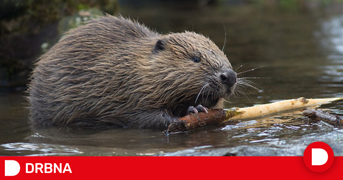 U Jablonecké přehrady se objevil bobr, jde o mladého jedince hledajícího teritorium